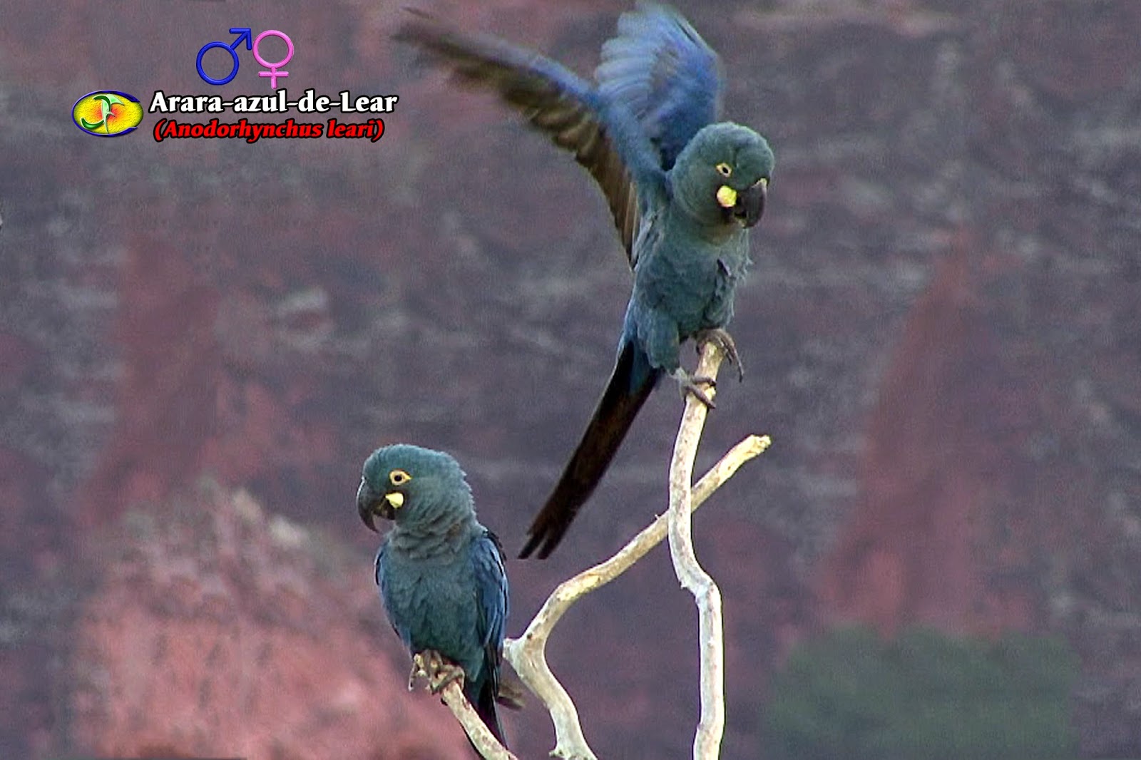 Zoologia: Arara-azul-de-Lear (Anodorhynchus leari)